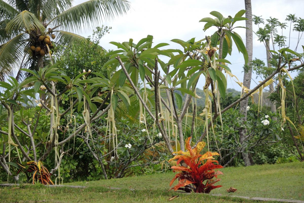 The ephemerality of beauty in the visual culture of Micronesian ...